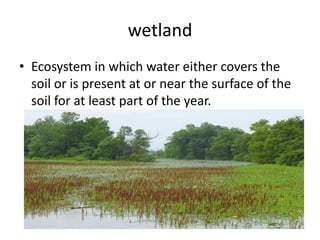 4 4 aquatic ecosystems(biology) | PPTX