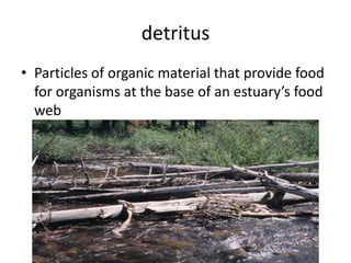 4 4 aquatic ecosystems(biology) | PPTX