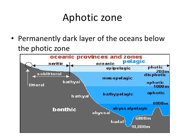 4 4 aquatic ecosystems(biology)