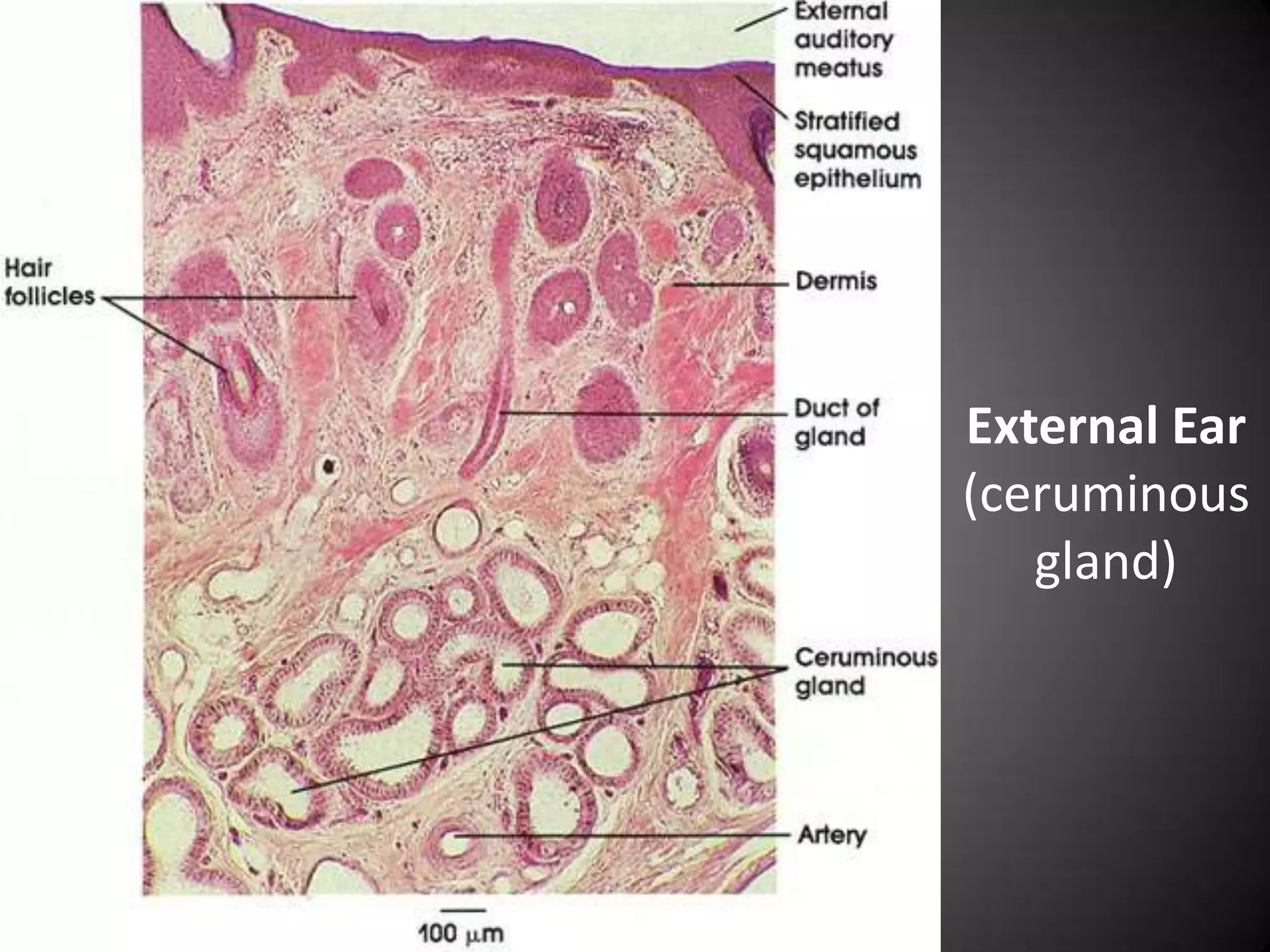 Ear histology | PPTX