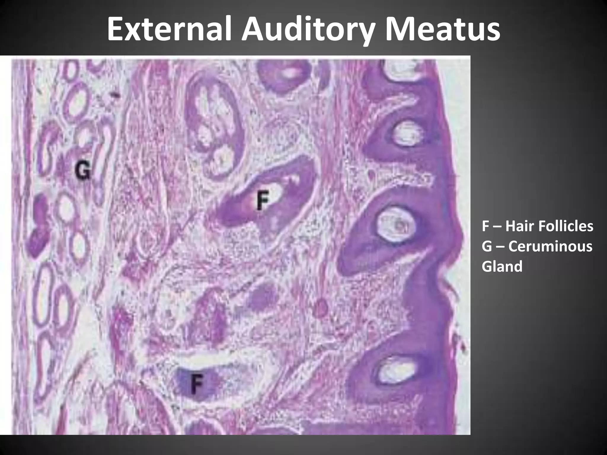 Ear histology | PPTX