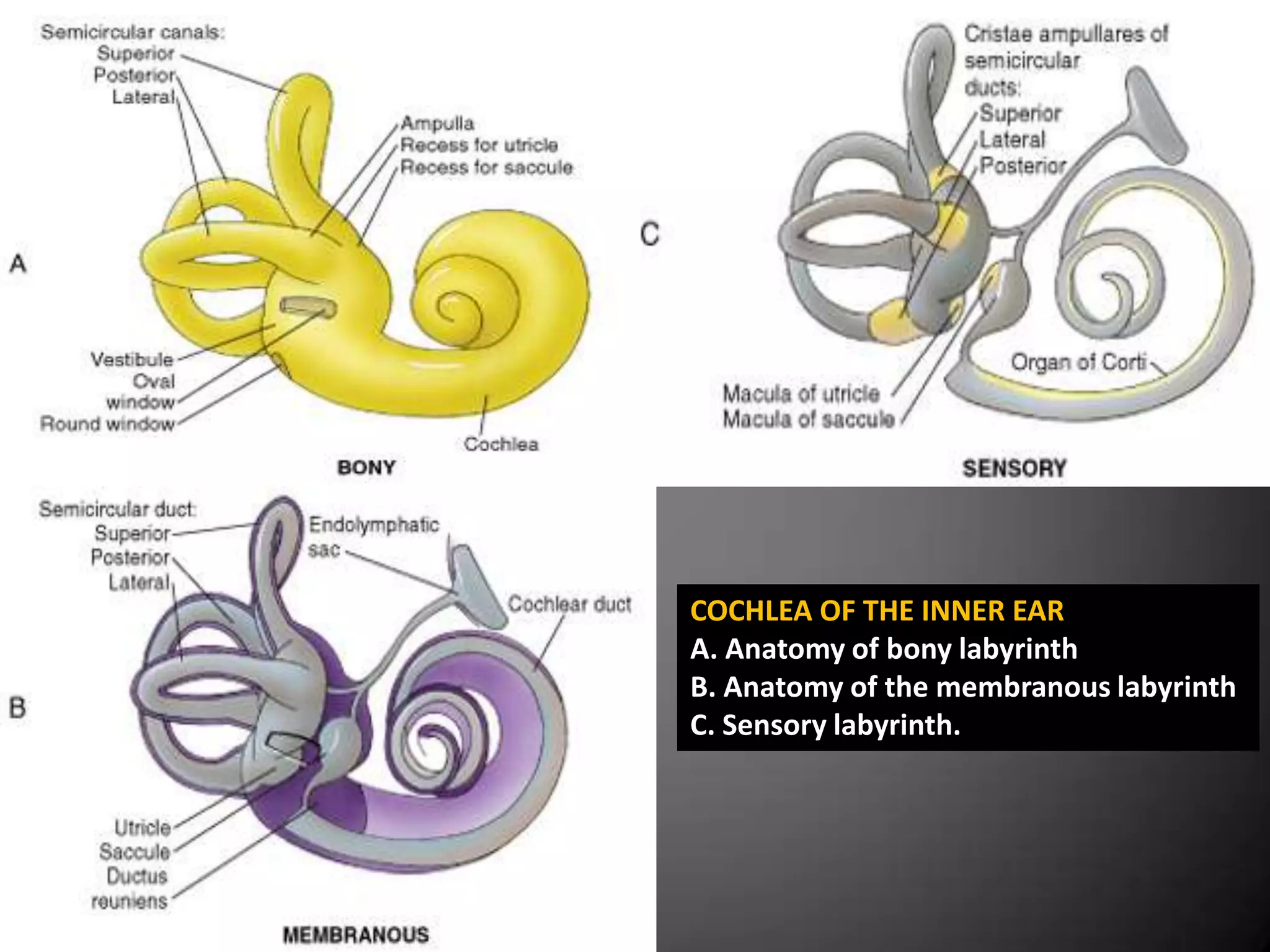 Ear histology | PPTX