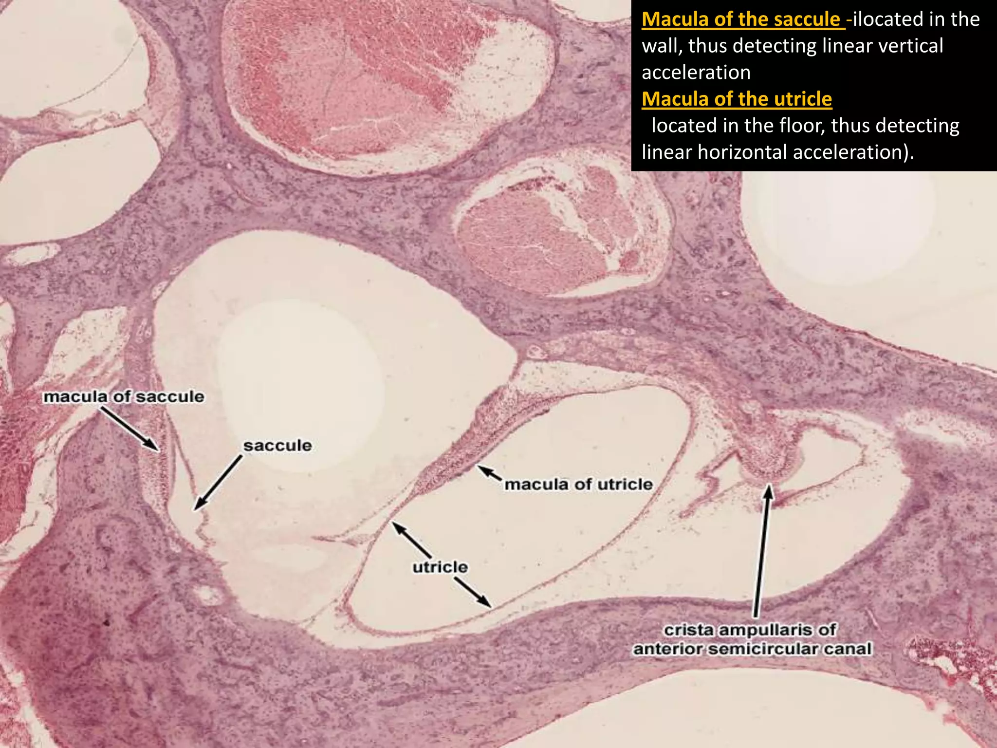 Ear histology | PPTX