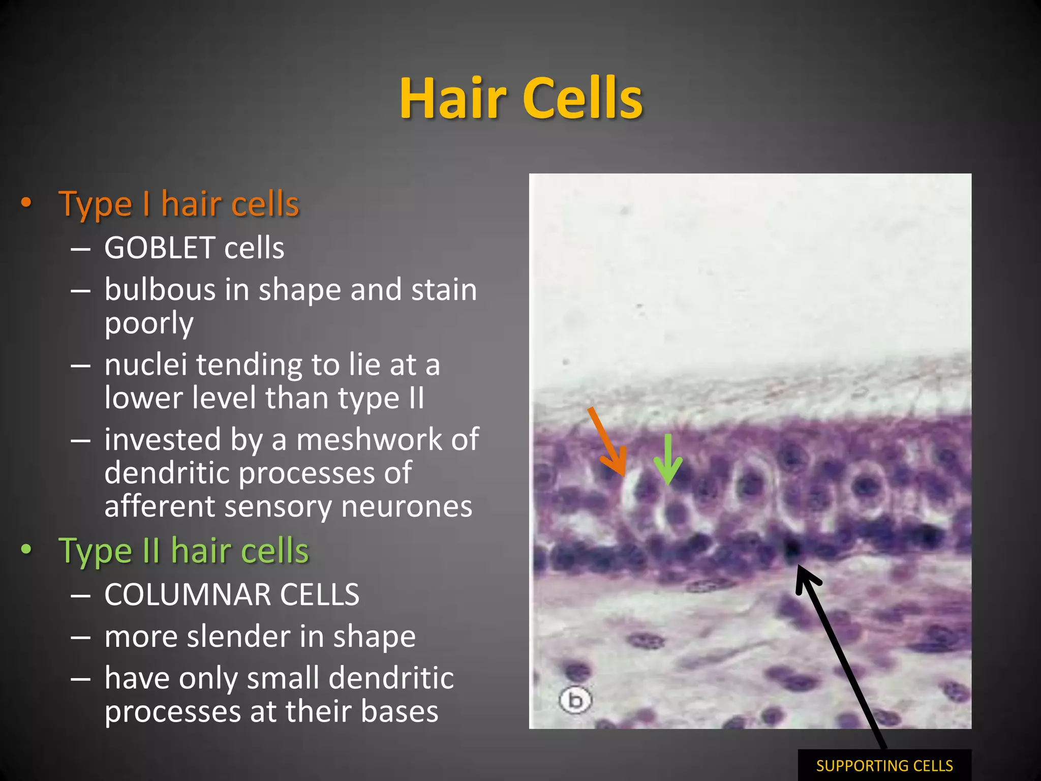Ear histology | PPTX