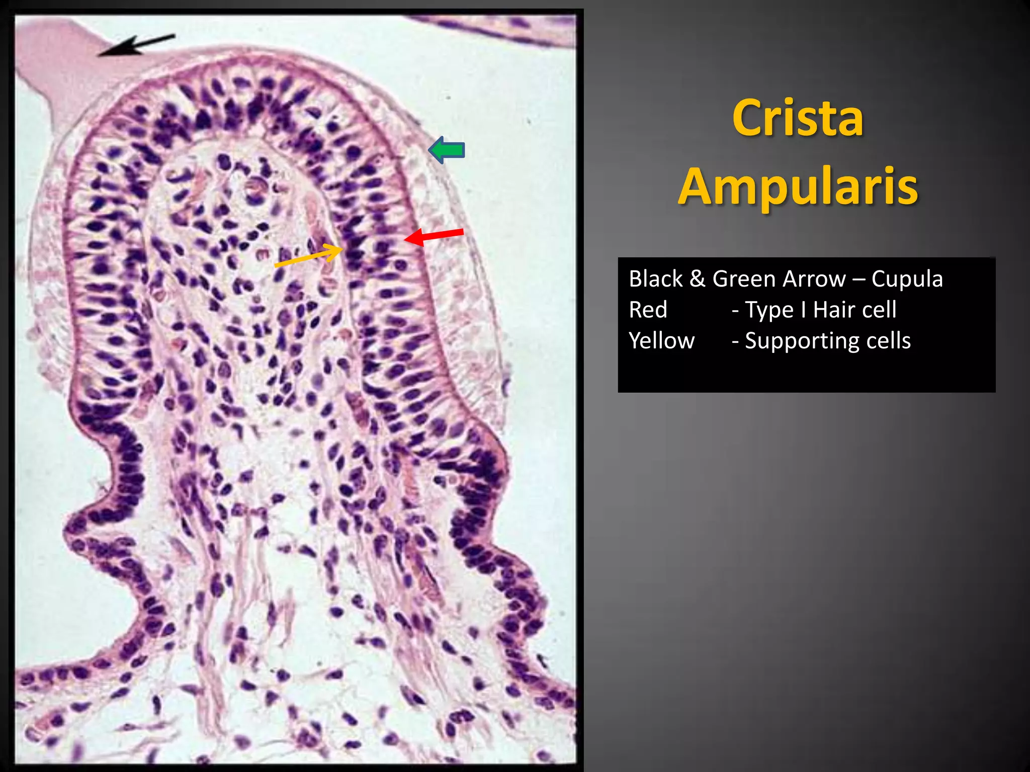 Ear histology | PPTX