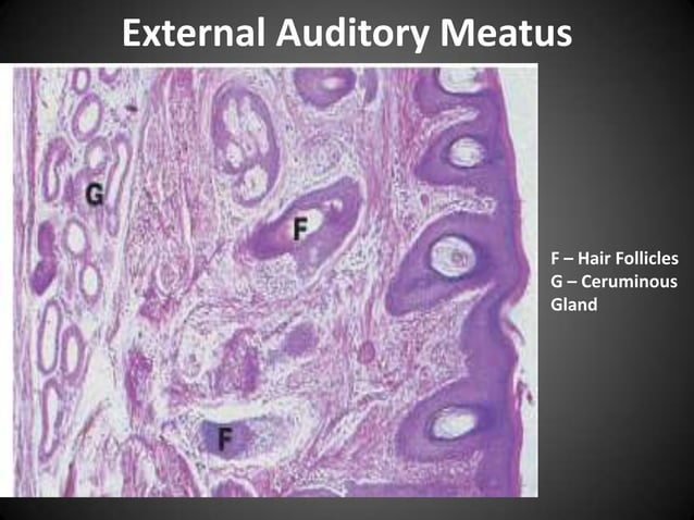 Ear histology | PPTX | Digital Audio | Computer Software and Applications