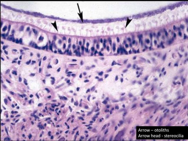 Ear histology | PPTX | Digital Audio | Computer Software and Applications