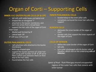 Ear histology | PPTX