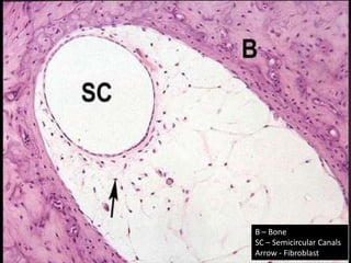 Semicircular Canals Histology