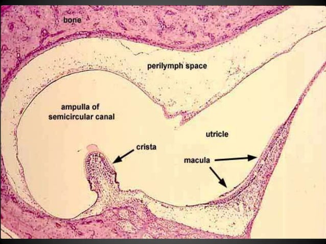 Ear histology | PPT