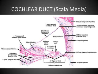 Cochlear Duct Histology