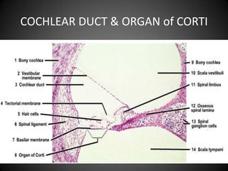 Cochlear Duct Histology