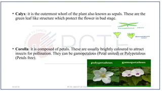 4-5 Morphology of plant ( remedial biology ) | PPT