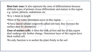 Morphology of flowering plant( remedial biology) | PPT