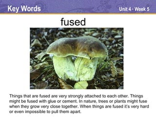 4.5 visual vocabulary cards | PPT