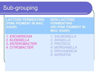 Enterobacteriaceae & Brucella | PPT