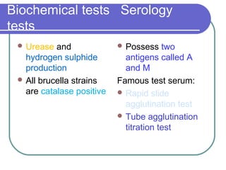 Enterobacteriaceae & Brucella | PPT
