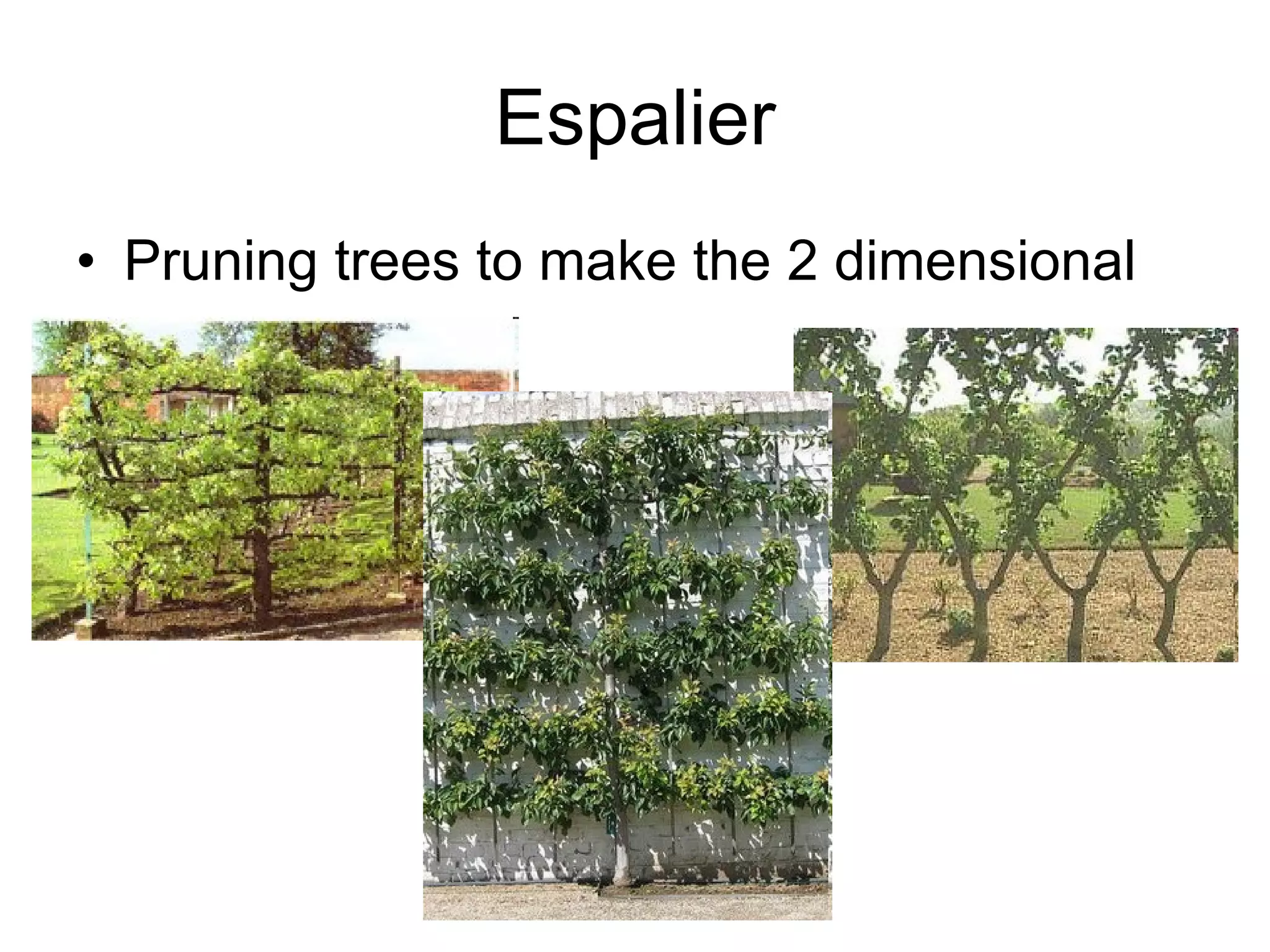 pruning | PPT