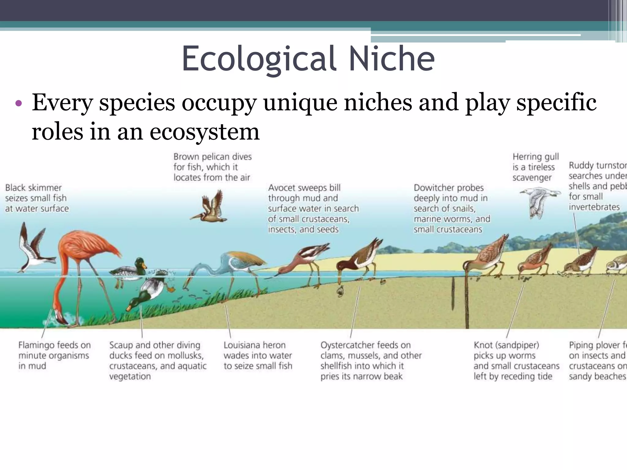 4 6 species role in ecosystems | PPT