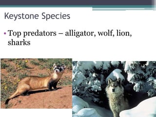 4 6 species role in ecosystems | PPT