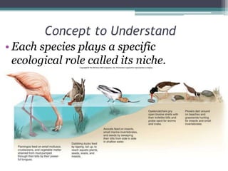 4 6 species role in ecosystems | PPT