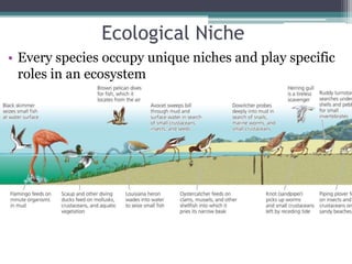 4 6 species role in ecosystems | PPT