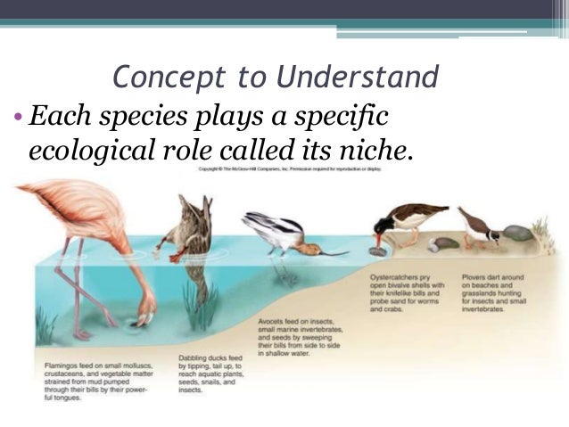 4 6 species role in ecosystems