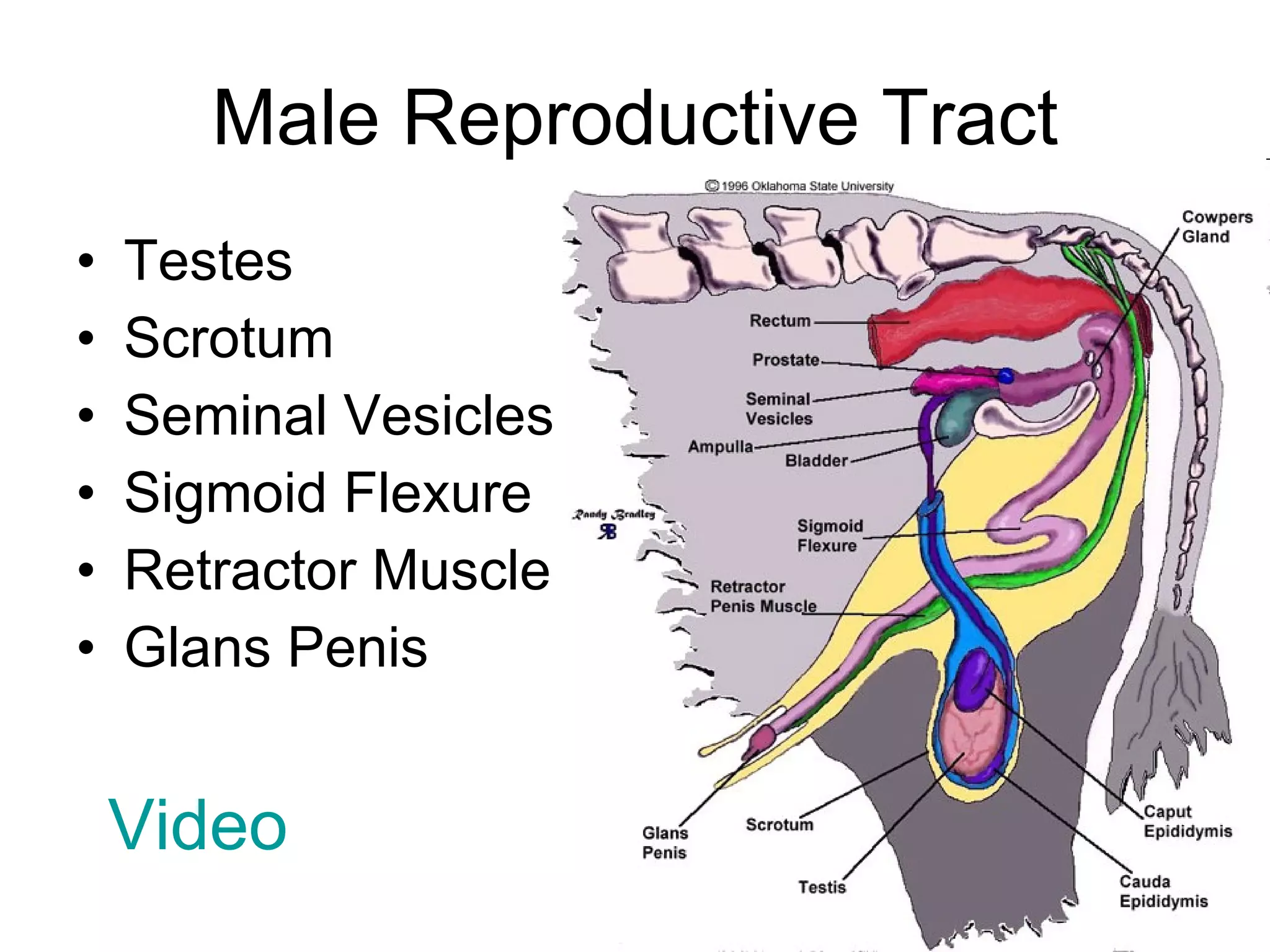 4 7 livestock reproduction | PPT