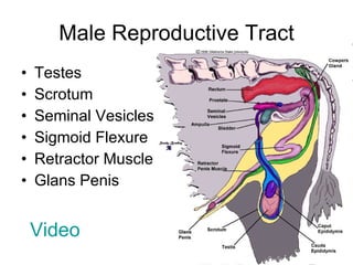 4 7 livestock reproduction | PPT