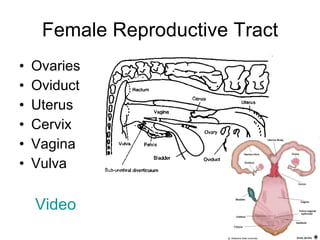 4 7 livestock reproduction | PPT