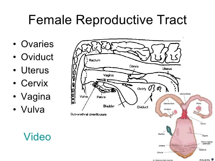 Diagram Of Female Reproductive System Of Cattle Cow Reproduc