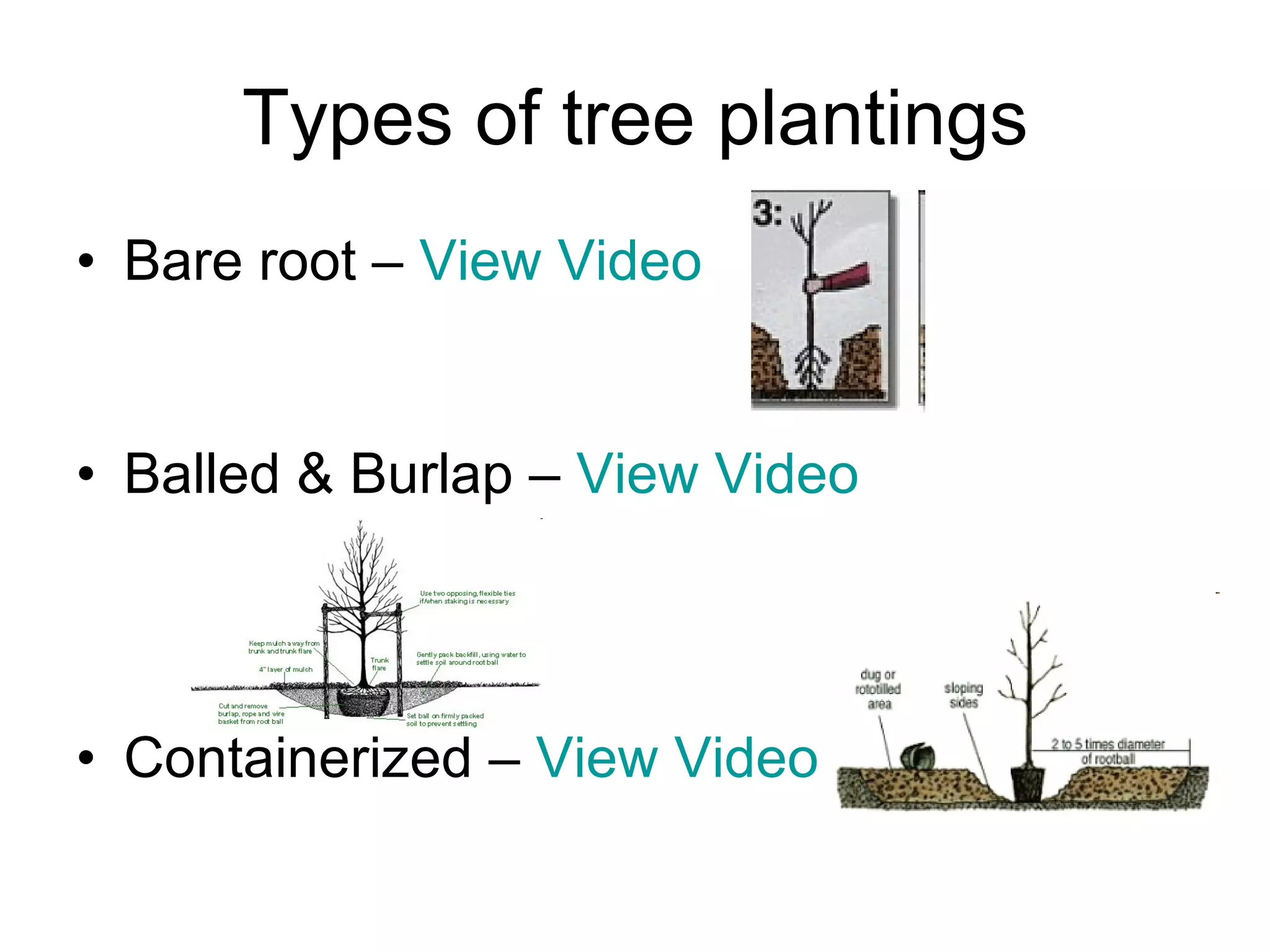 planting trees & shrubs | PPT