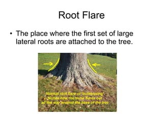 planting trees & shrubs | PPT