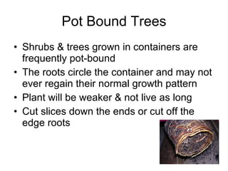 planting trees & shrubs | PPT | Gardening | Home & Garden