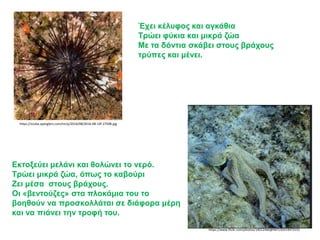 Ε4-Κ8-ΖΩΑ ΤΗΣ ΘΑΛΑΣΣΑΣ-Ε4-Κ9-ΖΩΑ ΤΟΥ ΓΛΥΚΟΥ ΝΕΡΟΥ | PPTX