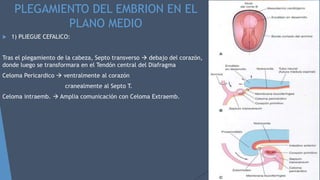 CUARTA A OCTAVA SEMANA DEL DESARROLLO EMBRIONARIO | PPTX