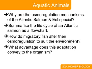 4. Adaptations | PPT