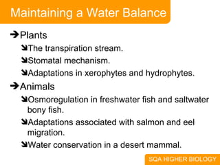 4. Adaptations | PPT