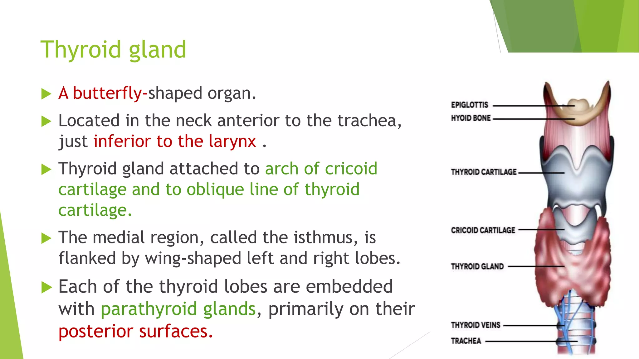4-Anatomy of endocrine system (1).pdf