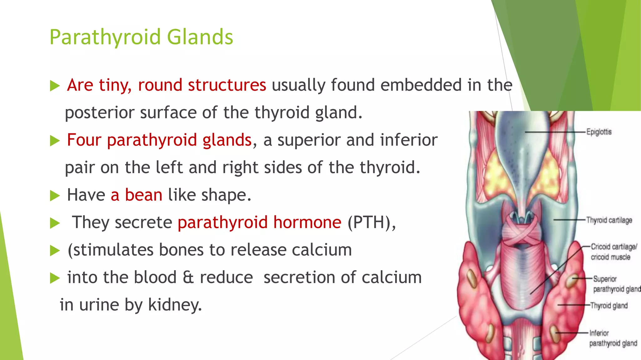 4-Anatomy of endocrine system (1).pdf