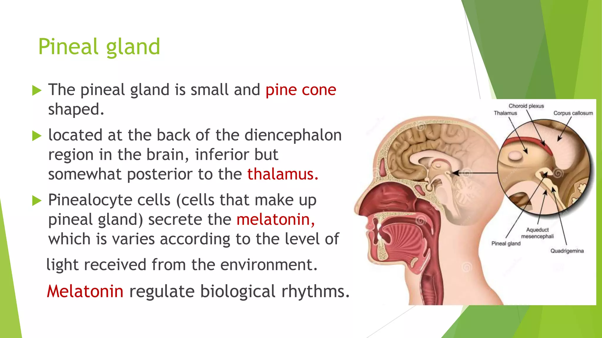 4-Anatomy of endocrine system (1).pdf