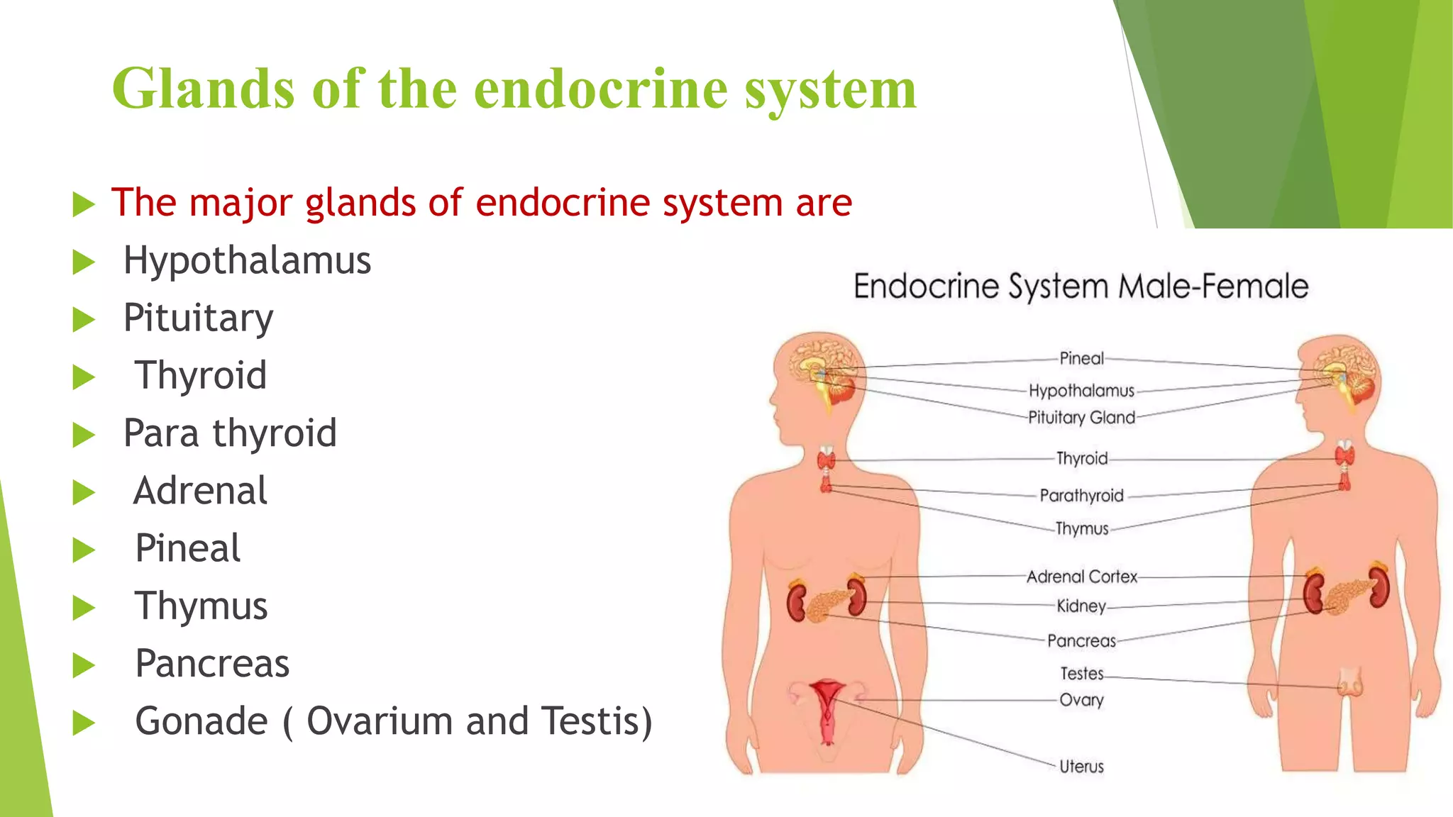 4-Anatomy of endocrine system (1).pdf