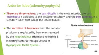 4-Anatomy of endocrine system (1).pdf