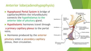 4-Anatomy of endocrine system (1).pdf