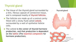 4-Anatomy of endocrine system (1).pdf