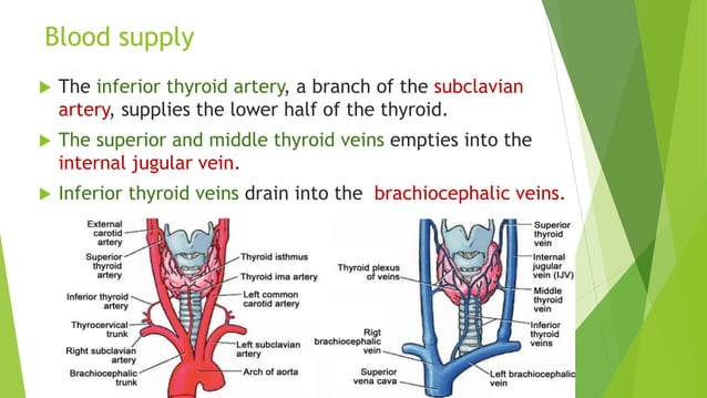 4-Anatomy of endocrine system (1).pdf