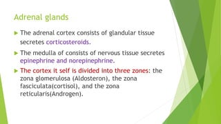 4-Anatomy of endocrine system (1).pdf