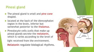 4-Anatomy of endocrine system (1).pdf