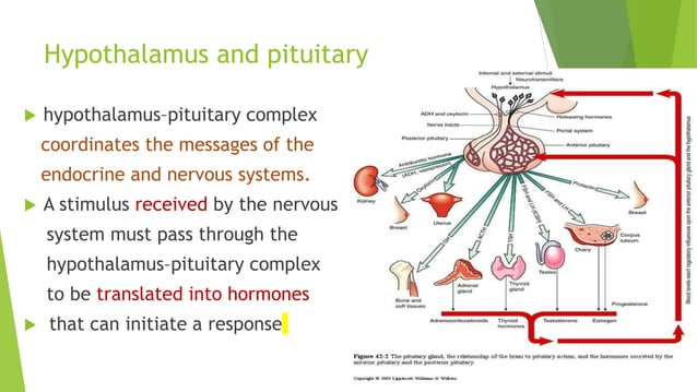 4-Anatomy of endocrine system (1).pdf