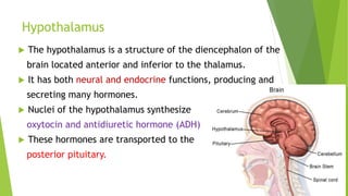 4-Anatomy of endocrine system (1).pdf